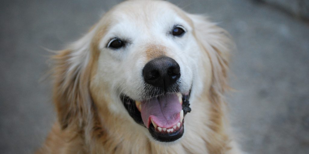 What Happens To Pets During Incarceration All City Bail Bonds what-happens-to-pets-during-incarceration-all-city-bail-bonds